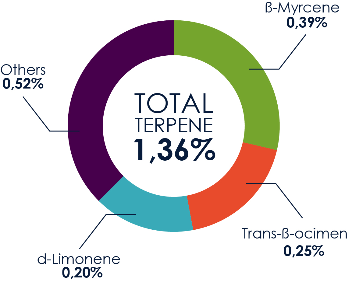 patimorada - Clever Leaves